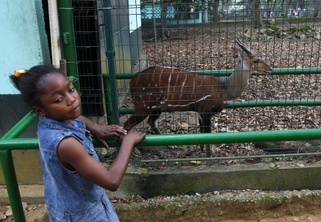 Younf Girl Near Gazelle Cage Dabidjan Editorial Stock Photo - Stock ...