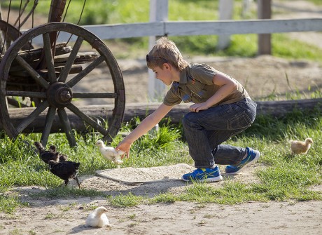 Boy Tries Catch Chicken Zoo Club Editorial Stock Photo - Stock Image ...