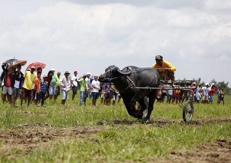 15 Carabao carts Stock Pictures, Editorial Images and Stock Photos ...