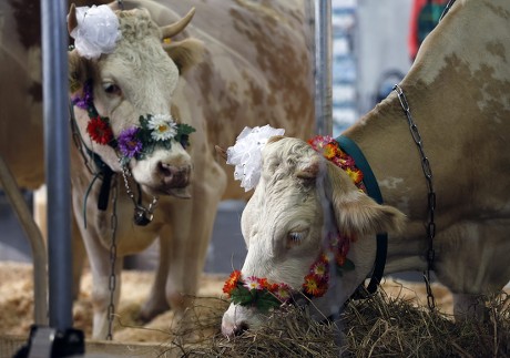 Decorated Cows Russian Breeding Farms While Editorial Stock Photo ...