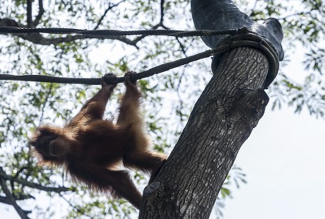 Ah Meng Sumatran Orangutan Climbs Ropes Editorial Stock Photo - Stock ...