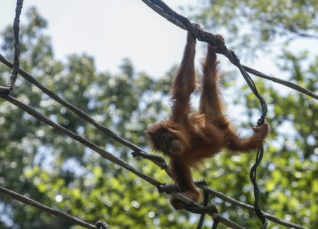 Ah Meng Sumatran Orangutan Climbs Ropes Editorial Stock Photo - Stock ...