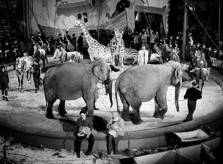 Chipperfields Circus Oct 1962 Finale Editorial Stock Photo - Stock ...