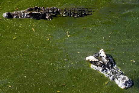 250 Freshwater crocodile Stock Pictures, Editorial Images and Stock ...