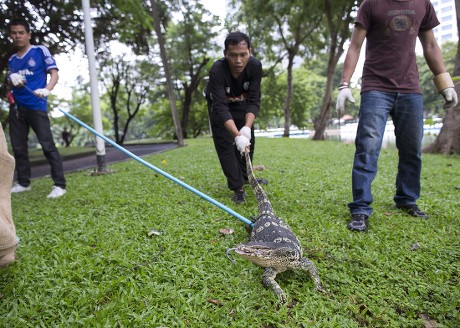 Thai Workers Catch Monitor Lizard During Editorial Stock Photo - Stock ...