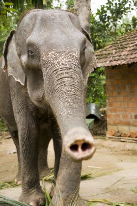 Elephant Smelling Trunk Sri Lanka Editorial Stock Photo - Stock Image ...