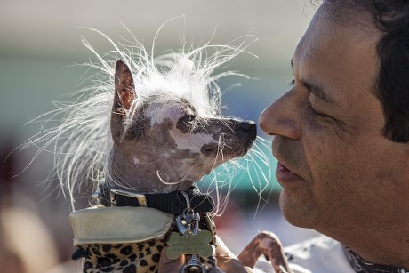 Ugly Dog Contestant Rascal Deux Gets Editorial Stock Photo - Stock ...