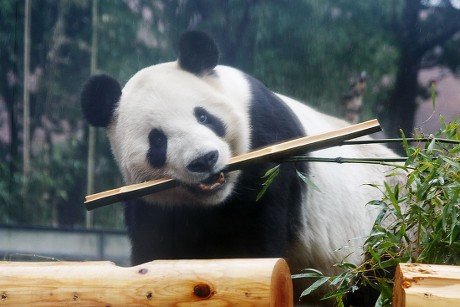 __COUNT__ Ueno Zoo Giant Pandas mate after four-year hiatus, Tokyo ...