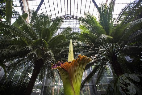 Rare Amorphophallus Titanum Commonly Known Corpse Editorial Stock Photo ...