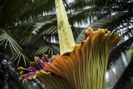 Rare Amorphophallus Titanum Commonly Known Corpse Editorial Stock Photo ...