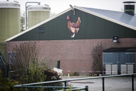 Poultry Farm Barneveld Netherlands 10 November Editorial Stock Photo ...