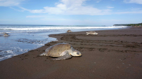 24 Lora turtle Stock Pictures, Editorial Images and Stock Photos ...