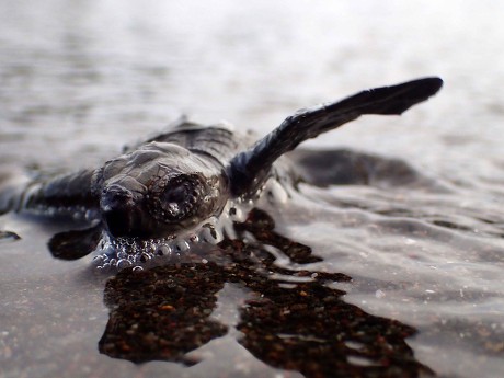 24 Lora turtle Stock Pictures, Editorial Images and Stock Photos ...
