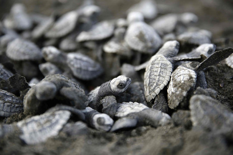 24 Lora turtle Stock Pictures, Editorial Images and Stock Photos ...