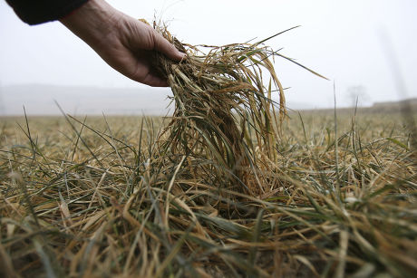 Farmer Displays Dead Wheat Due Drought Editorial Stock Photo - Stock ...