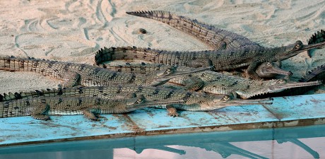 Young Alligators National Chambal Sanctuary Morena Editorial Stock ...