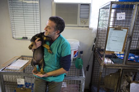 Veterinarian Dr Brian Bergman Comforts Sick Editorial Stock Photo ...