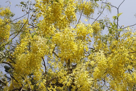 Cascading Strands Ehela Cassia Fistula Golden Editorial Stock Photo ...
