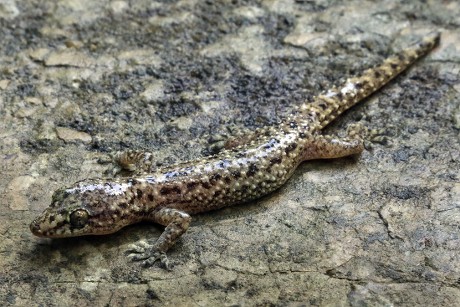 SRI LANKAN HOUSE GECKO HEMIDACTYLUS FRENATUS Editorial Stock Photo ...