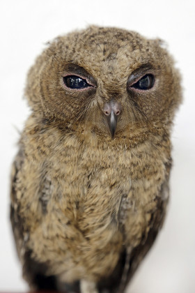 Sri Lankan Owlet Locally Called Bassa Editorial Stock Photo - Stock ...