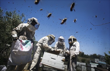 Mideast Israel Palestinians Gaza Honey Bees - May 2012 Stock Pictures ...