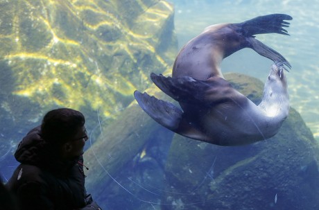 California Sea Lion Chases His Hind Editorial Stock Photo - Stock Image ...