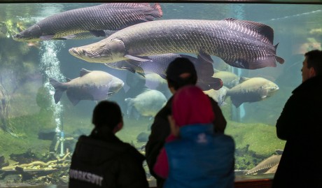Arapaima Fish Swim Tank Inside Amazonia Editorial Stock Photo - Stock ...