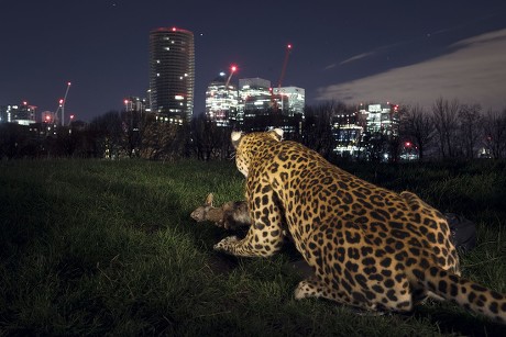 Leopard Spotted London Nat Geo Wild Editorial Stock Photo - Stock Image ...