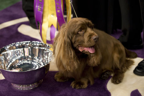 Sussex Spaniel Stump Winner Best Show Editorial Stock Photo - Stock ...