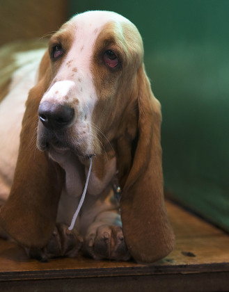 Do Basset Hounds Drool