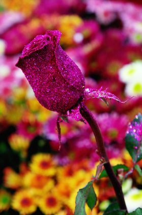 Sparkling Rose Value 60 Yuan Rmb Editorial Stock Photo - Stock Image ...