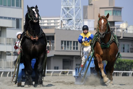 Banei Horses Participate Demonstration Race Oi Editorial Stock Photo ...