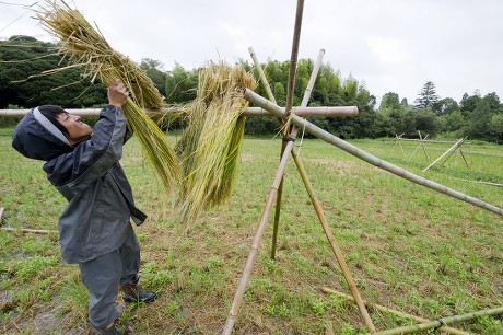 Under Strong Winds Japanese Rice Farmer Editorial Stock Photo - Stock ...