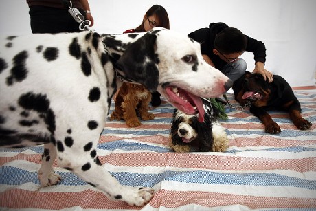 Dogs Their Owners During Dog Show Editorial Stock Photo - Stock Image ...