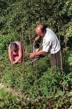Russian Family Works Their Dacha Garden Editorial Stock Photo - Stock ...