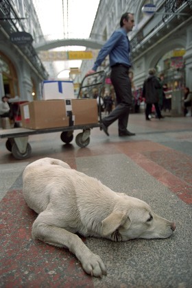 Homeless Dog Lies On Floor Huge Editorial Stock Photo - Stock Image ...