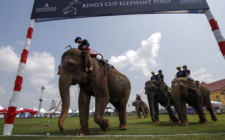 Elephant Polo Players Action During Kings Editorial Stock Photo - Stock ...