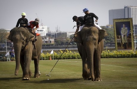 Elephant Polo Players Action Next Large Editorial Stock Photo - Stock ...