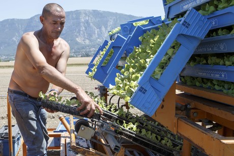 Agricultural Worker Plants Letuce Field Country Editorial Stock Photo ...