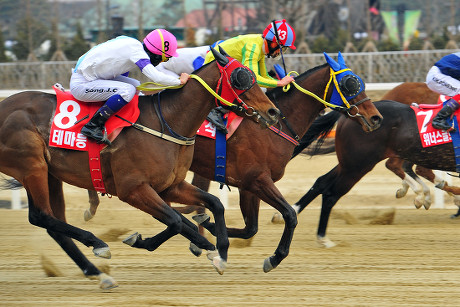 Seoul South Korea Horses Jockeys During Editorial Stock Photo - Stock ...
