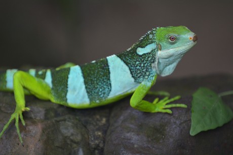 18 Lizard family Stock Pictures, Editorial Images and Stock Photos ...