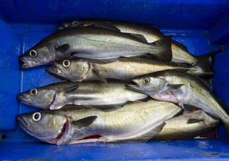 Pollack Fish Editorial Stock Photo - Stock Image | Shutterstock