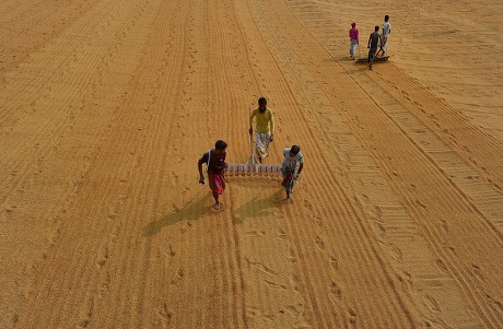Rice harvest in Bogra Sherpur, Bangladesh - Feb 2017 Stock Pictures ...