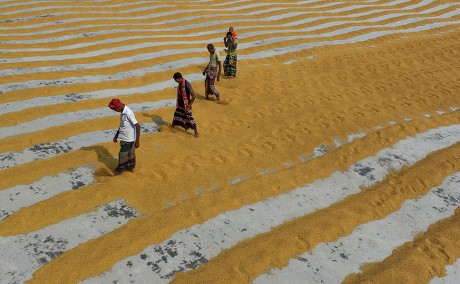 Rice harvest in Bogra Sherpur, Bangladesh - Feb 2017 Stock Pictures ...