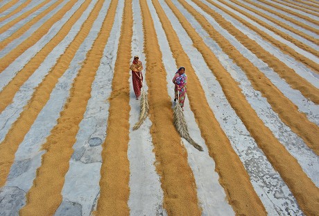 Rice harvest in Bogra Sherpur, Bangladesh - Feb 2017 Stock Pictures ...