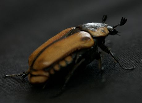 Beetle Insect Funny Feelers Sydney Australia Editorial Stock Photo ...