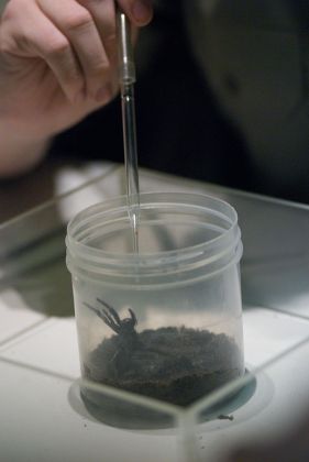 Funnel Web Spider Bares Fangs During Editorial Stock Photo - Stock ...