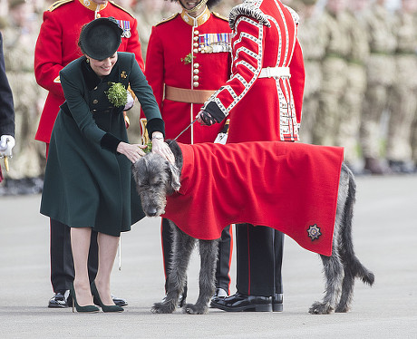 Catherine Duchess Cambridge Dog Cavalry Barracks Editorial Stock Photo ...