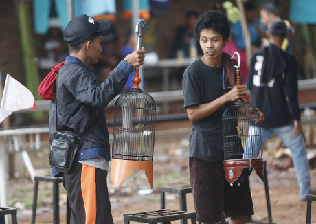 Bird singing contest in Depok, Jakarta, Indonesia - 19 Mar 2017 Stock ...