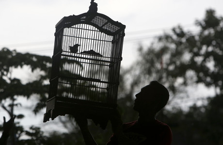 Bird singing contest in Depok, Jakarta, Indonesia - 19 Mar 2017 Stock ...